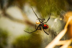 Black Widow vs. Brown Widow Spiders: Admiral Pest Control