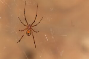 Get Rid of Brown Widows: Admiral Pest Control's Guide