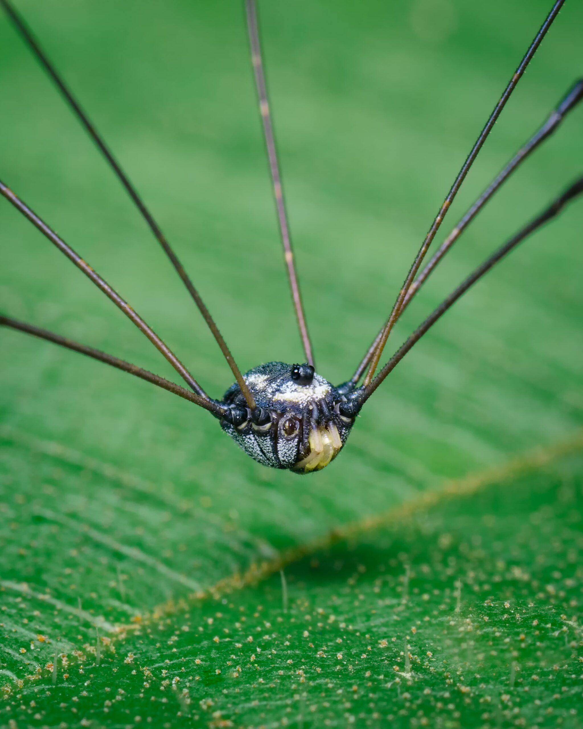 Cellar Spiders vs. Daddy Long Legs: A Comparison